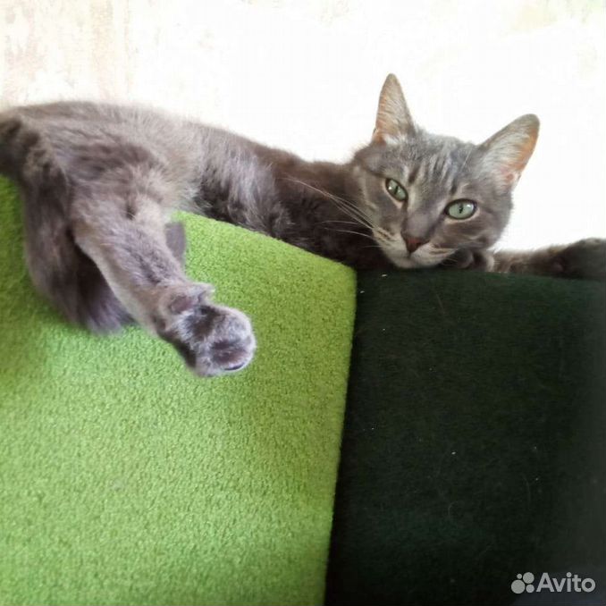 Котик Гоша ищет дом