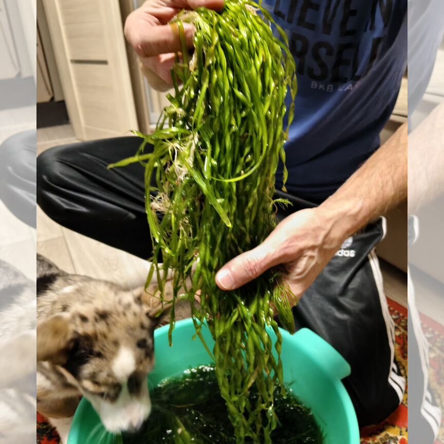 Аквариумные растения