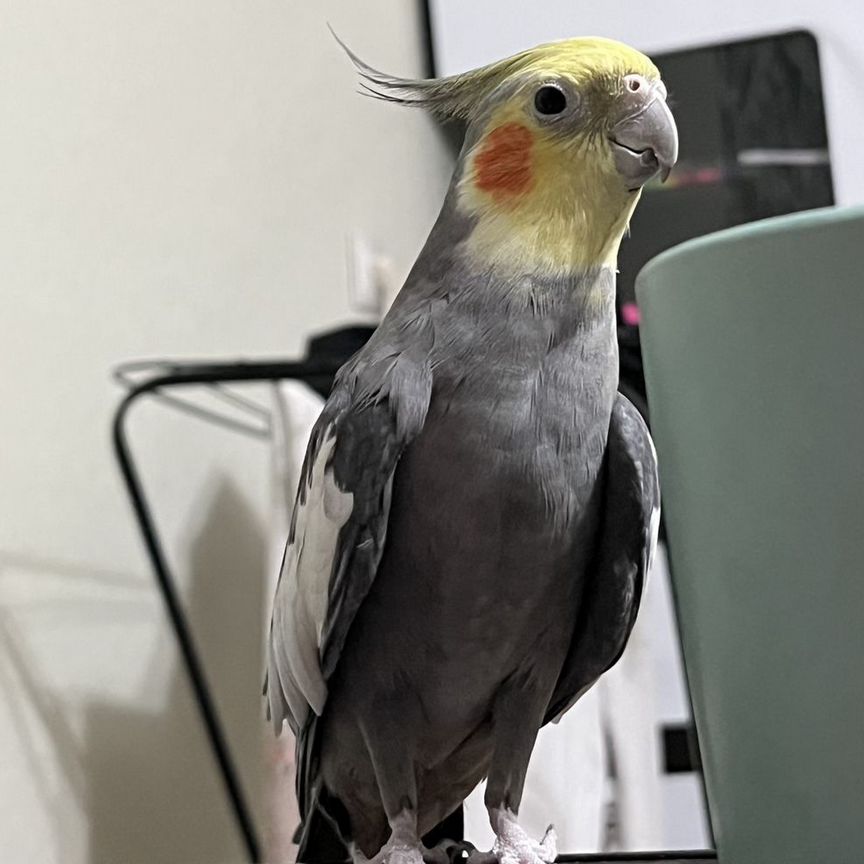 Попугай корелла с клеткой