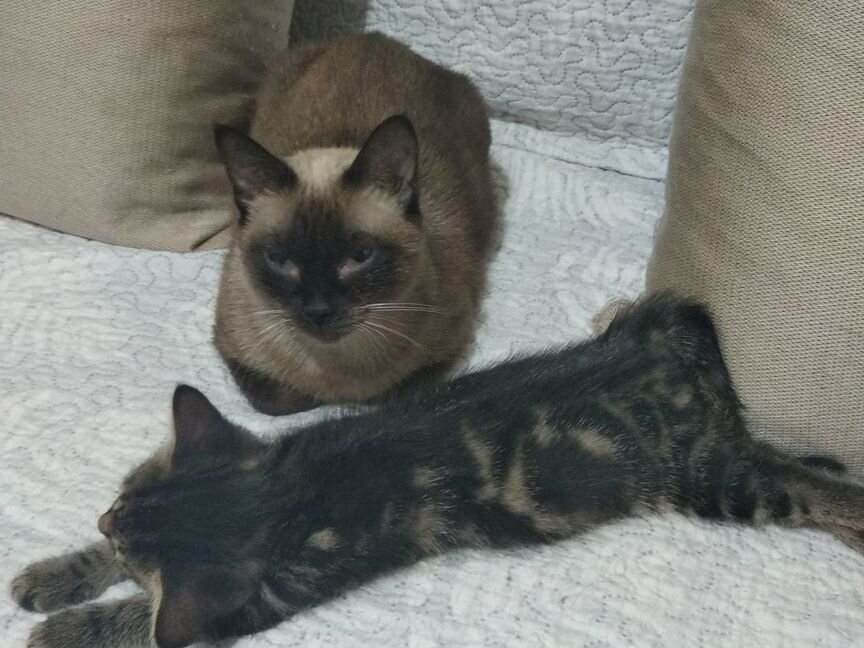 Котята в добрые руки даром