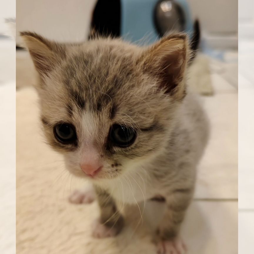 Котёнок в добрые руки