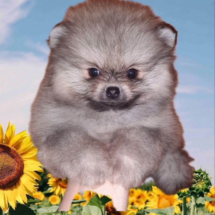 Померанский шпиц, щенок