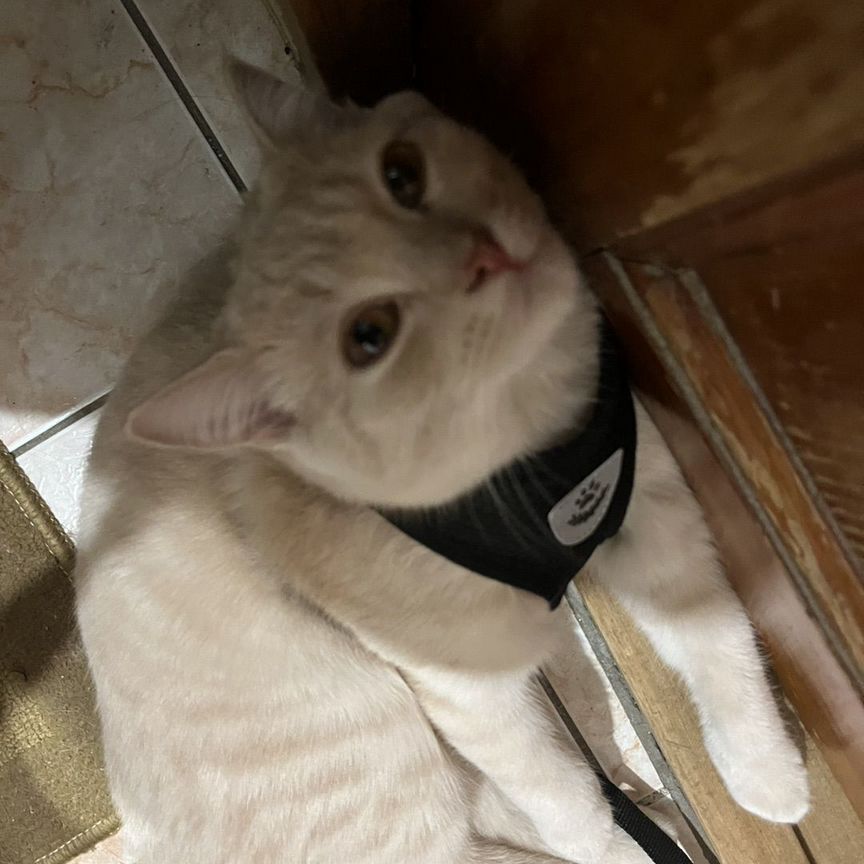 Котенок