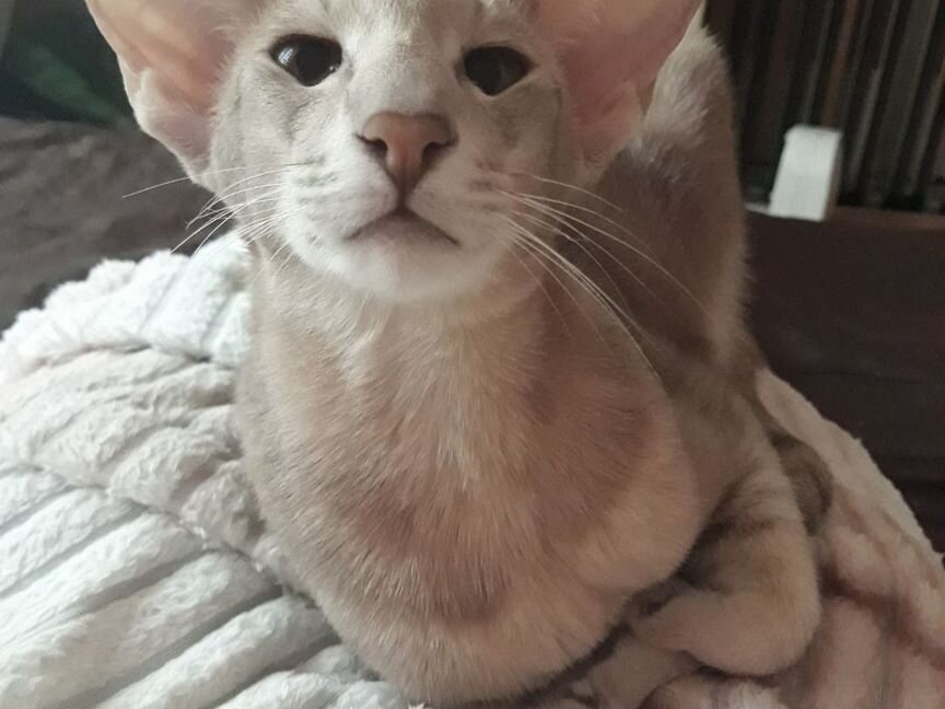 Ориентальная кошка