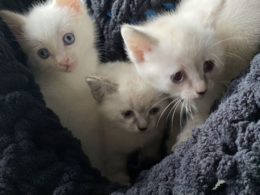Котята