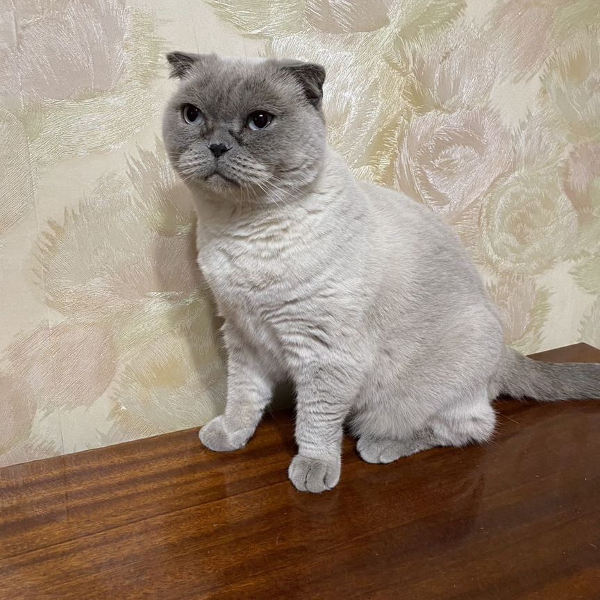 Кошка в дар