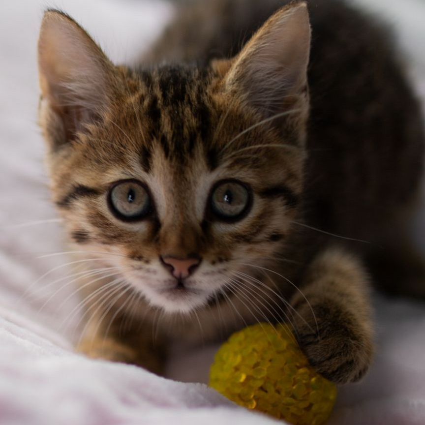 Котенок мальчик 2 месяца