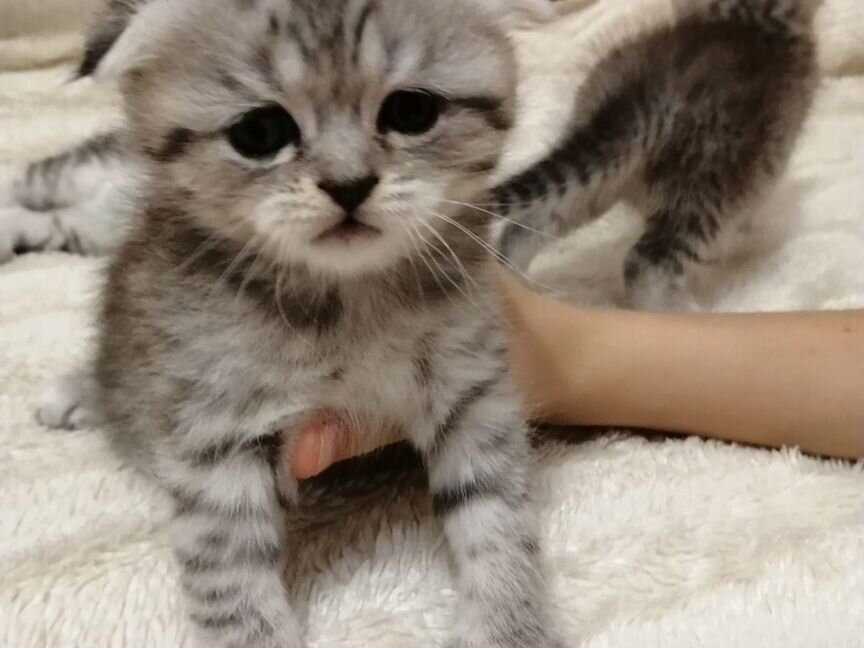 Шотландские котята