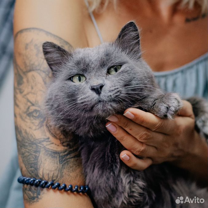 Кот Кокос ищет дом