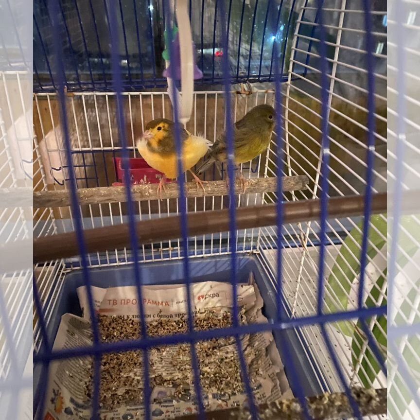 Кенар и канарейка