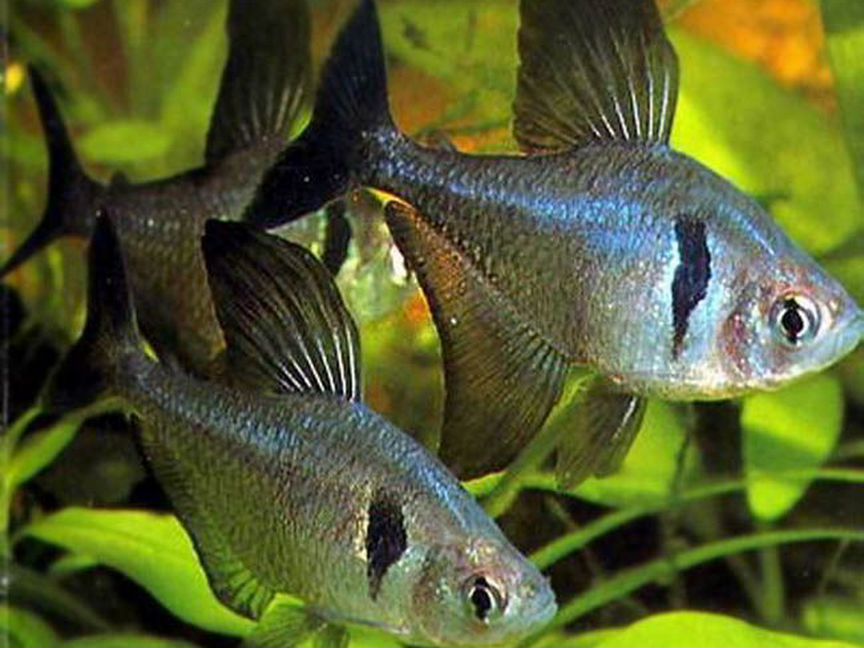 Аквариумные рыбки