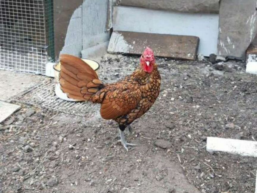 Петух сибрайт золото