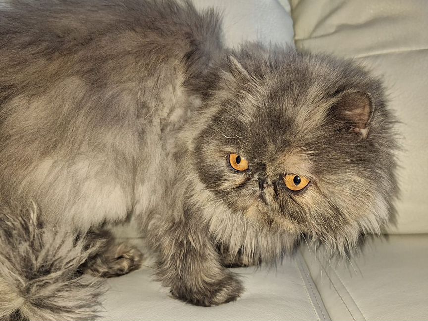 Персидская кошечка