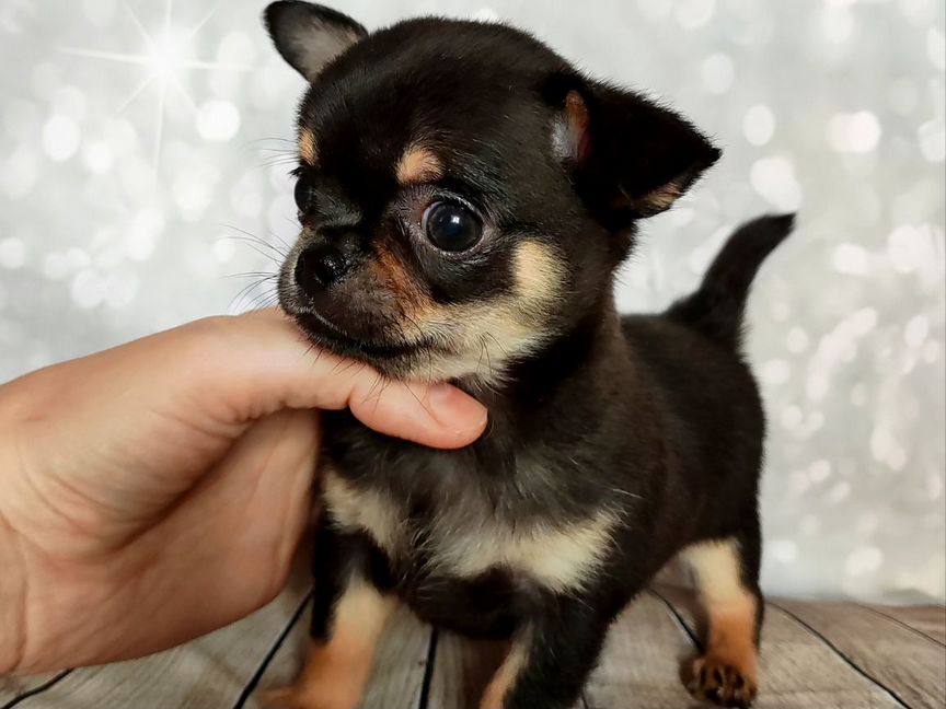 Мальчик мини