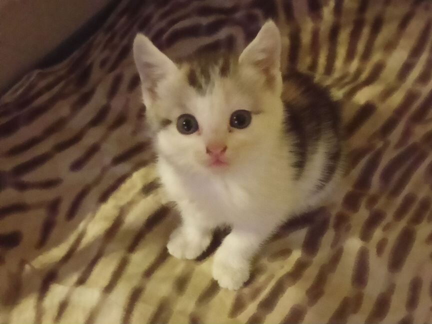 Британские котята