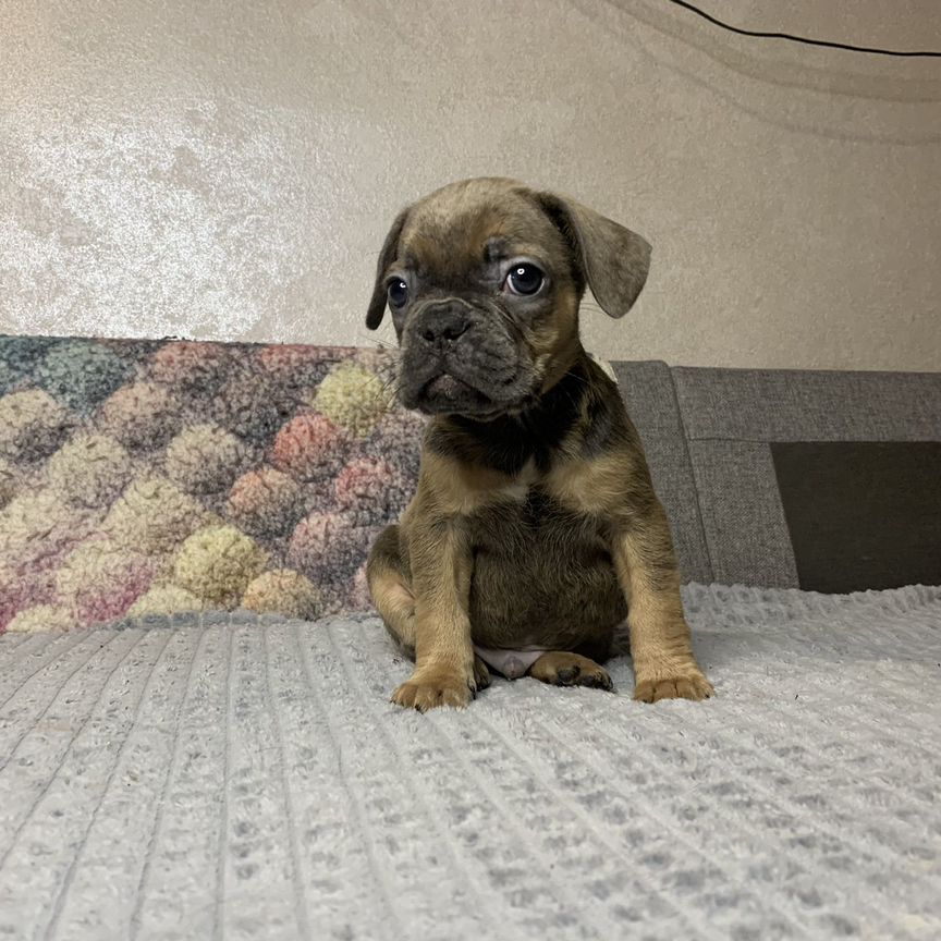 Мальчики французики