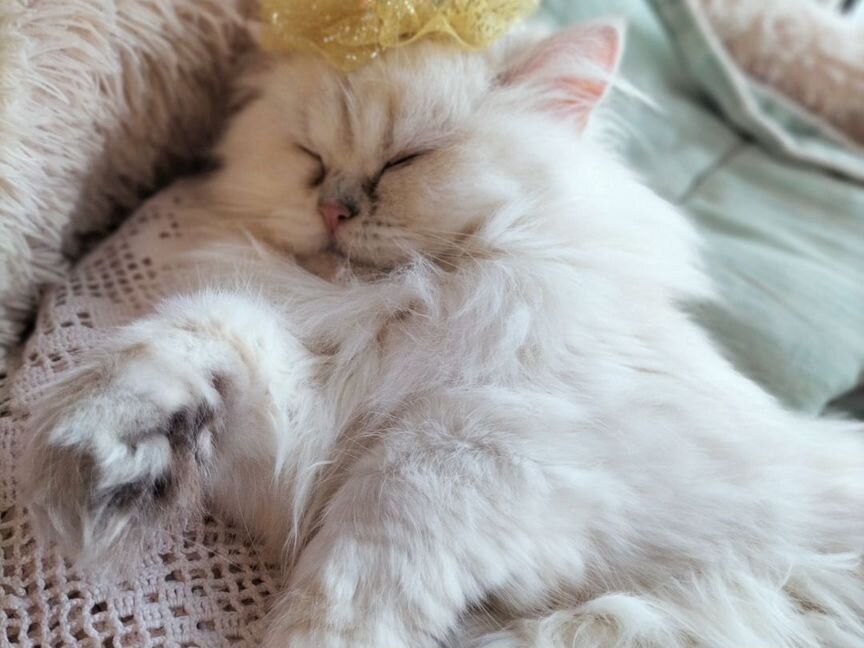 Британская Серебристая Шиншилла