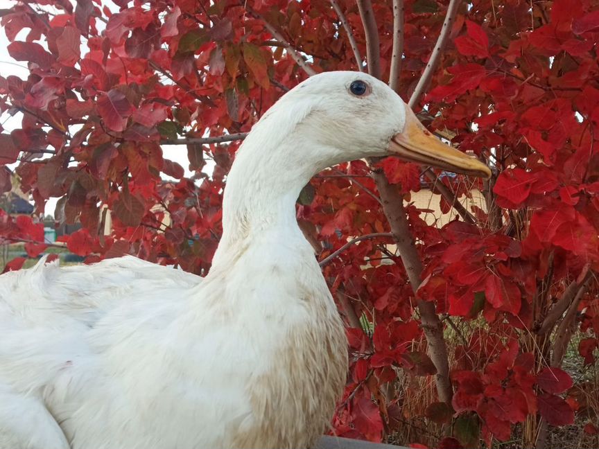 Разная птица