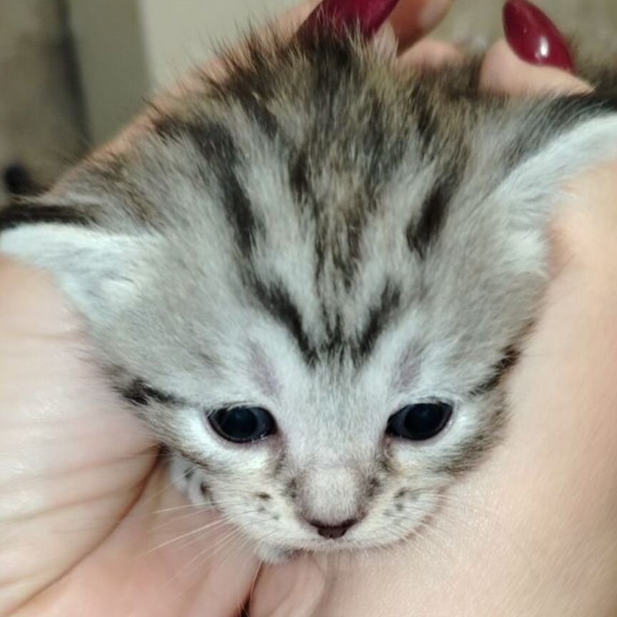 Британский длинношёрстный котёнок