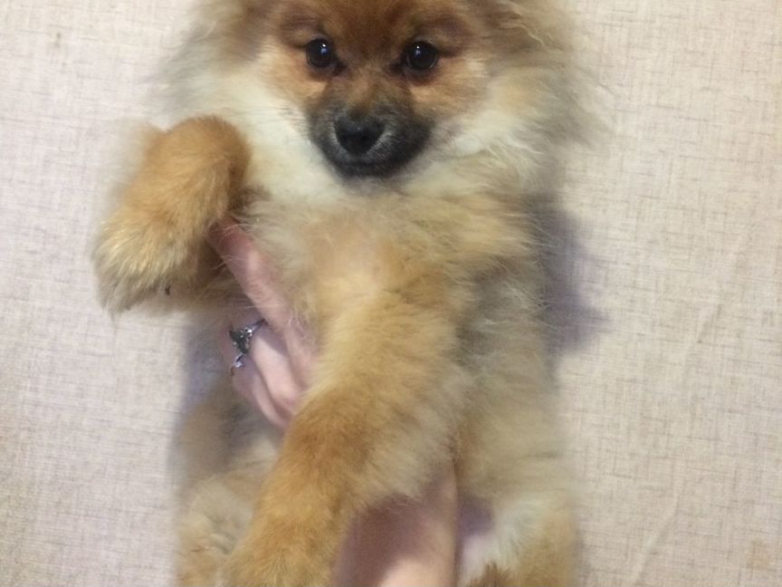 Померанский шпиц