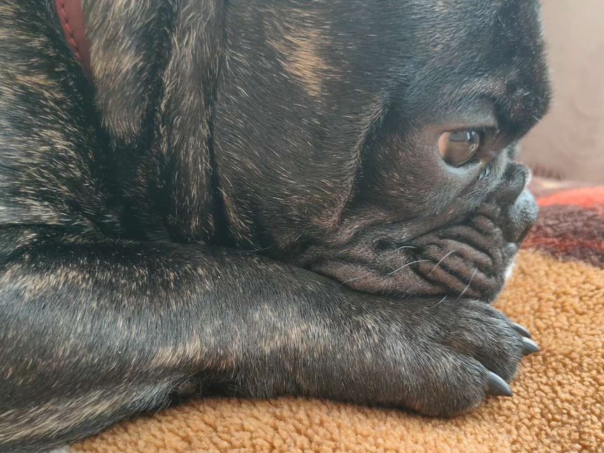 Французский бульдог. вязка