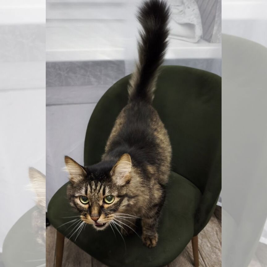 Сибирский, взрослый кот