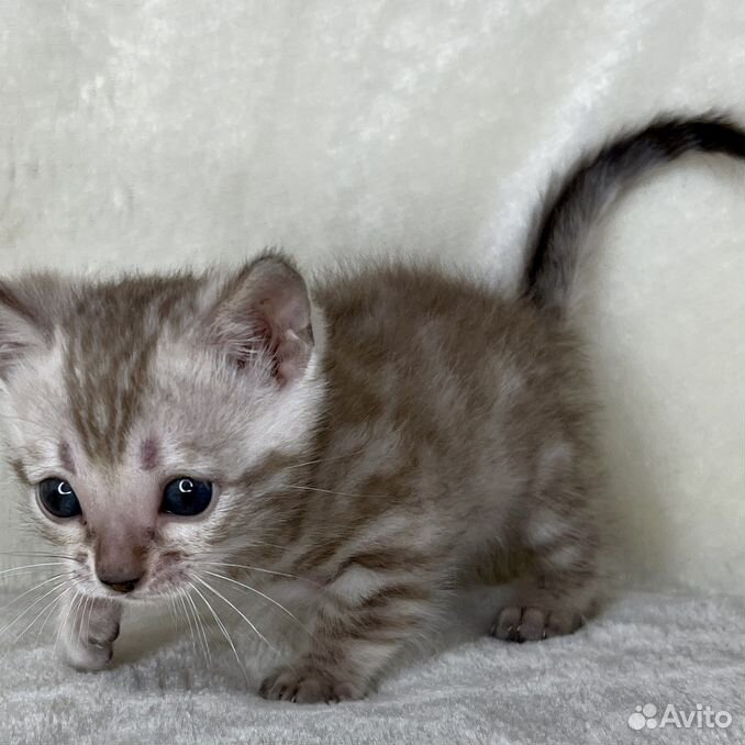Бенгальские котята минк