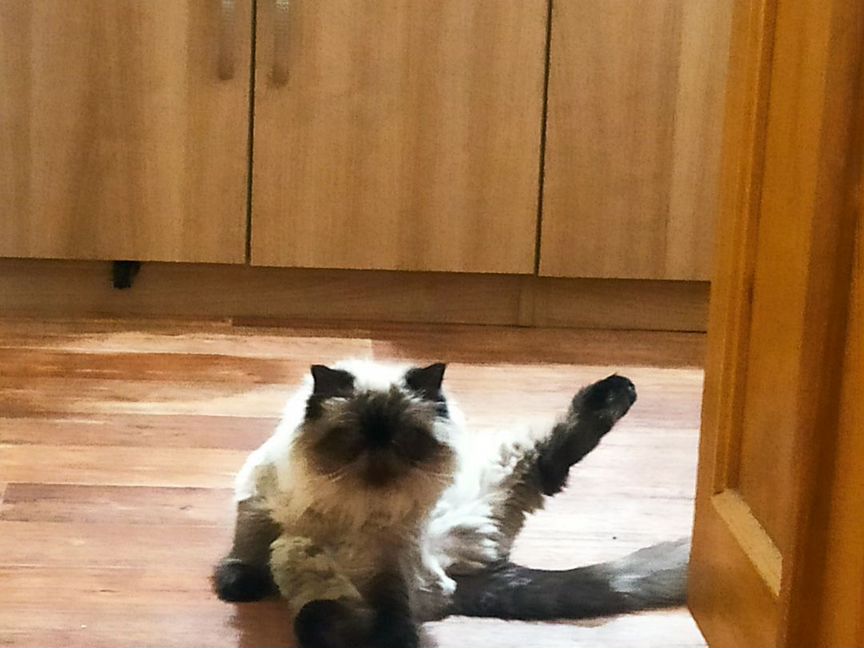 Персидская