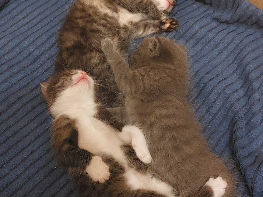Котята в добрые руки