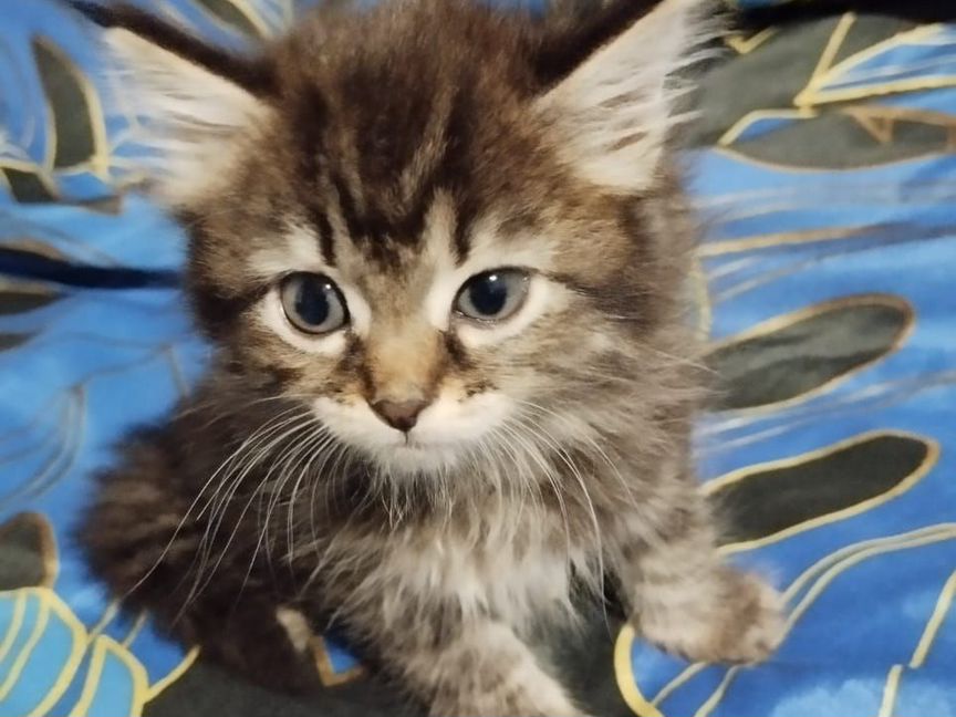 Котята мейн-кун