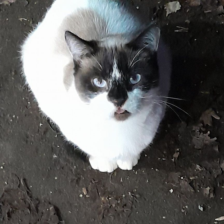 Необычный кот