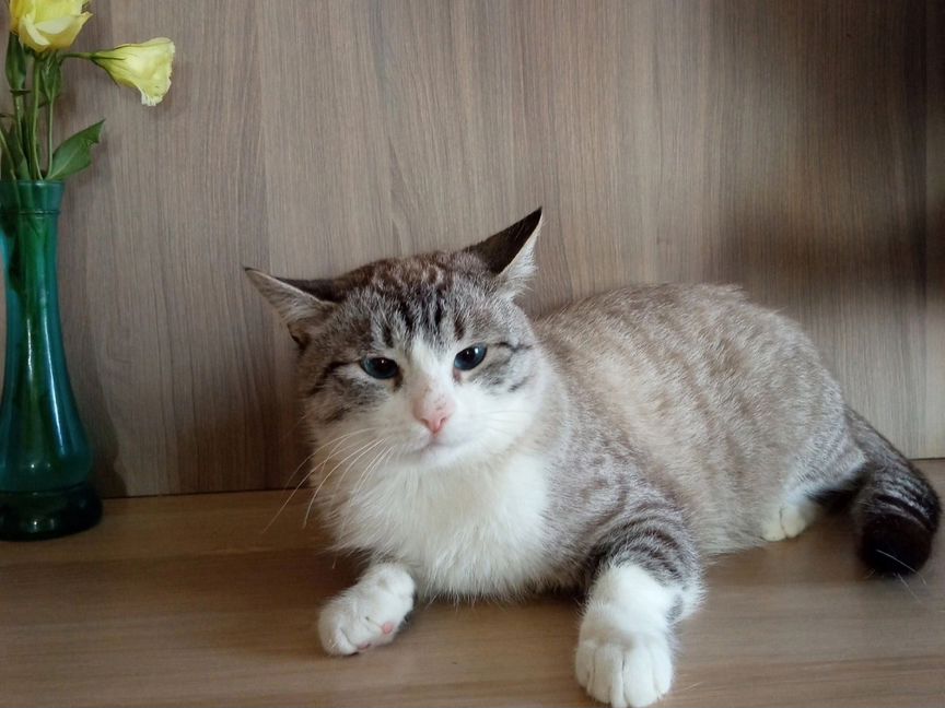 Котик Косой в добрые руки