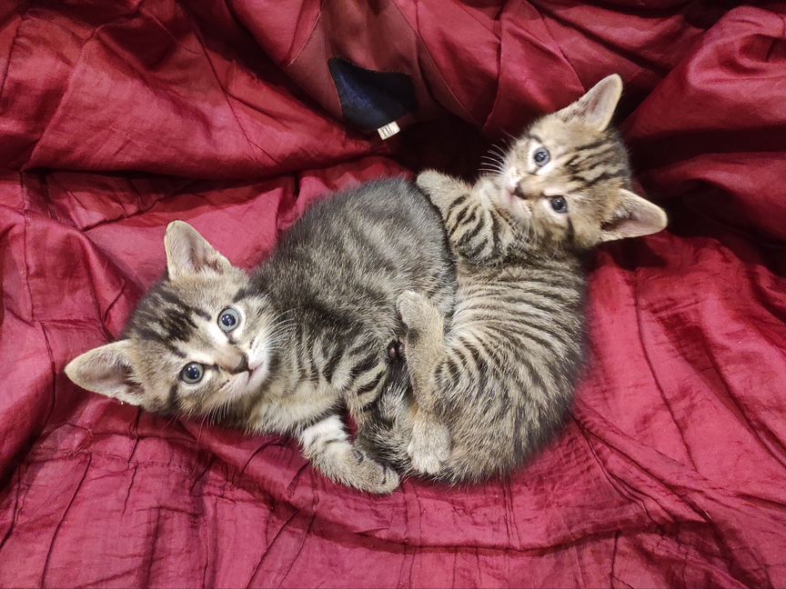 Котята в добрые руки