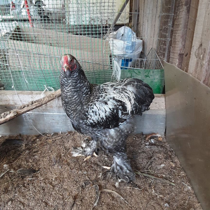 Петушок Брама