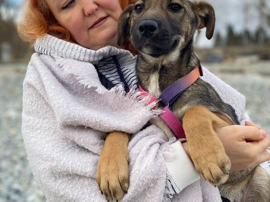 Милая собака в добрые руки