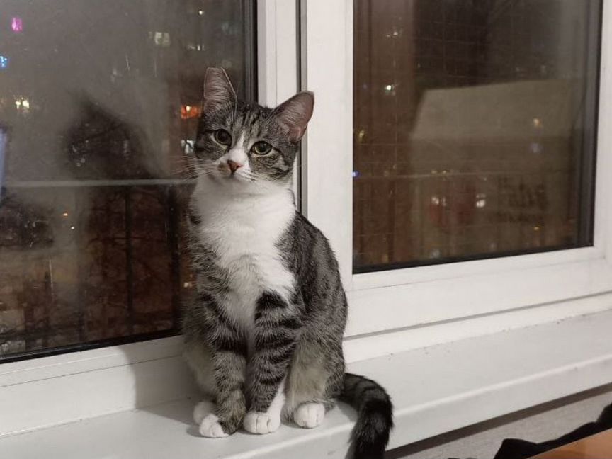 Кошечка котенок