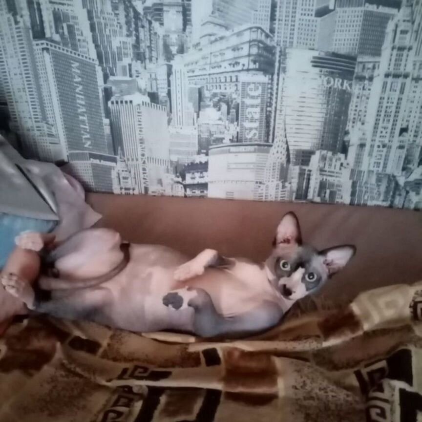 Сфинкс