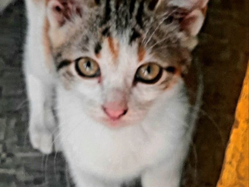 Кошки котята трехцветные