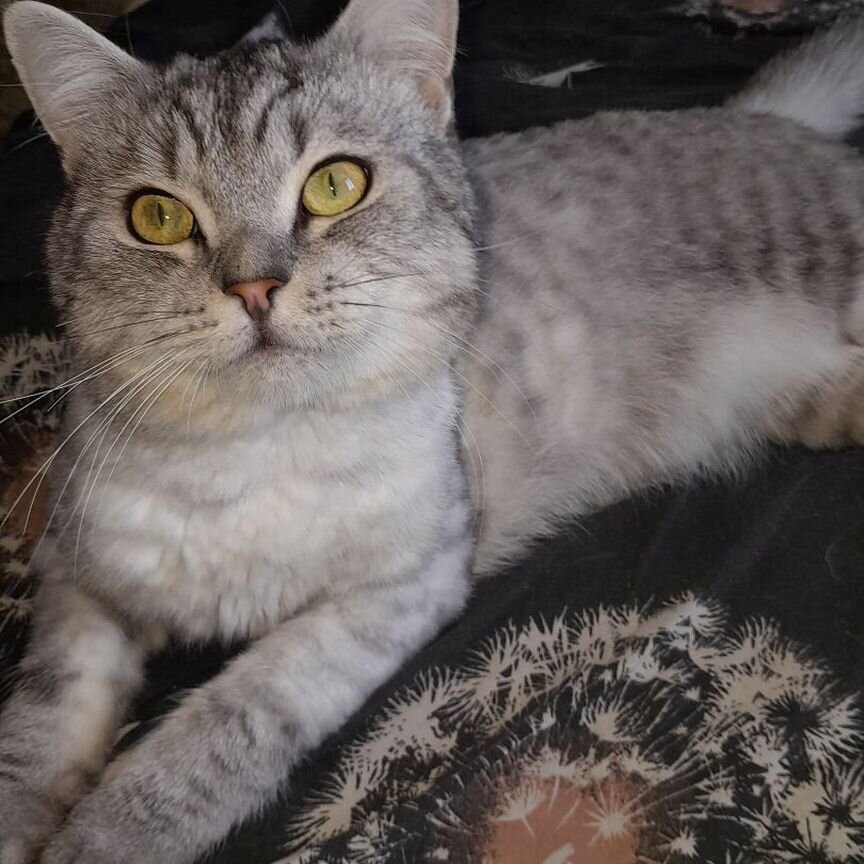 Кот мальчик 2 года