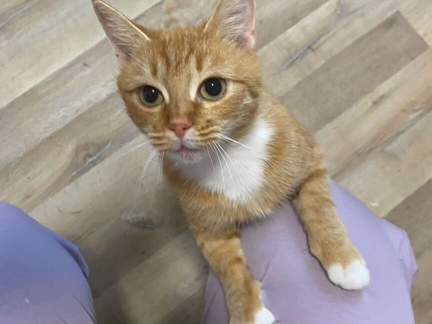 Рыжая кошка