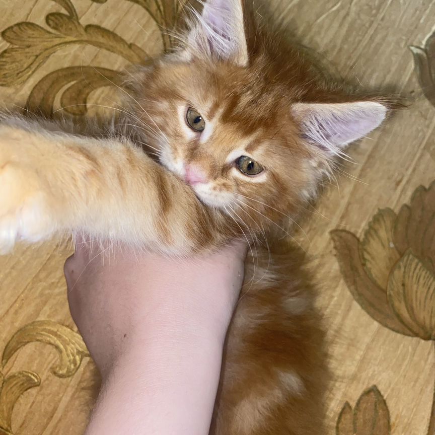 Котята мейн-кун мальчики