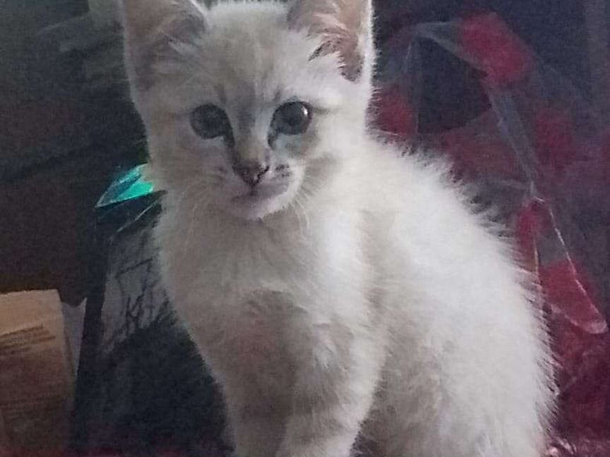 Кошка подарок в семью