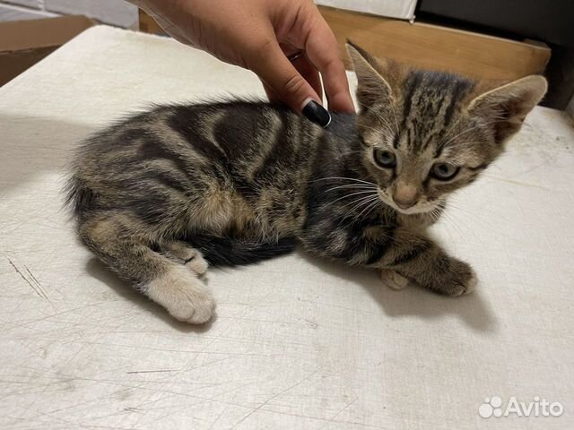 Котята в добрые руки 2 месяца