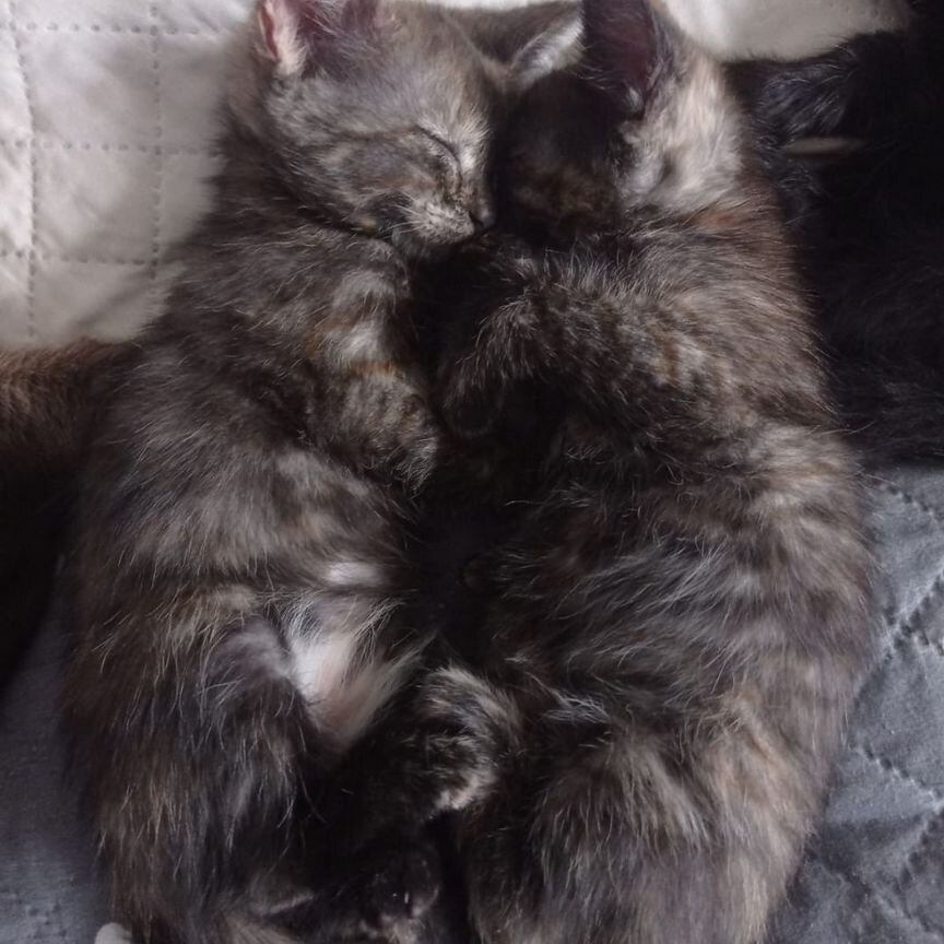 Котëнок в добрые руки