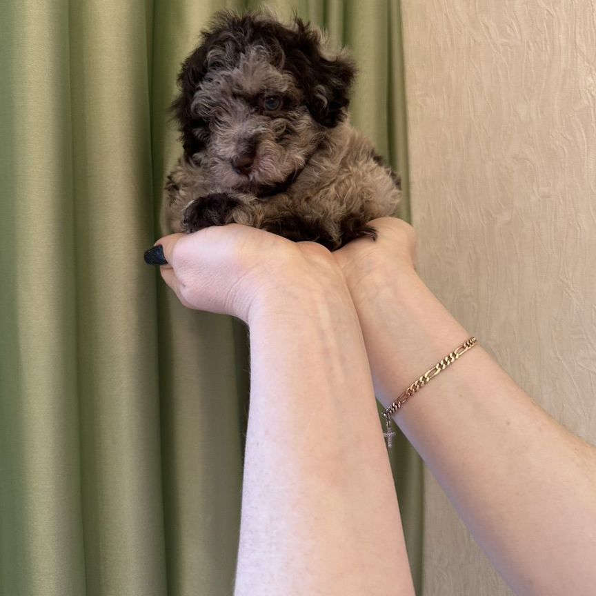 Мальтипу, щенок