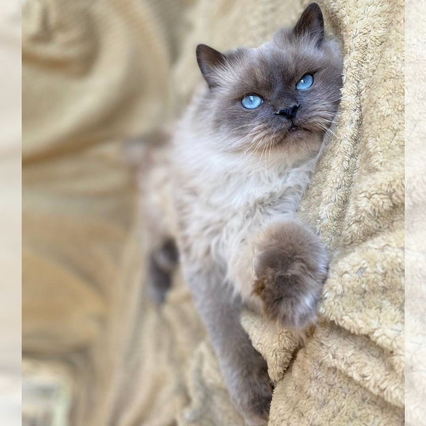 Кот невско маскарадный в добрые руки