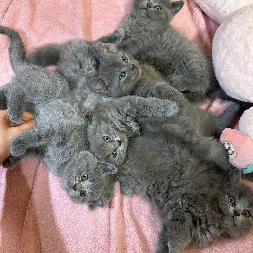 Британские котята