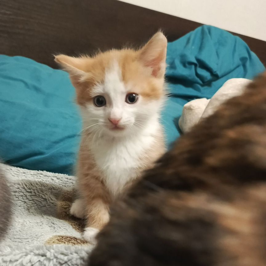 Котёнок в добрые руки