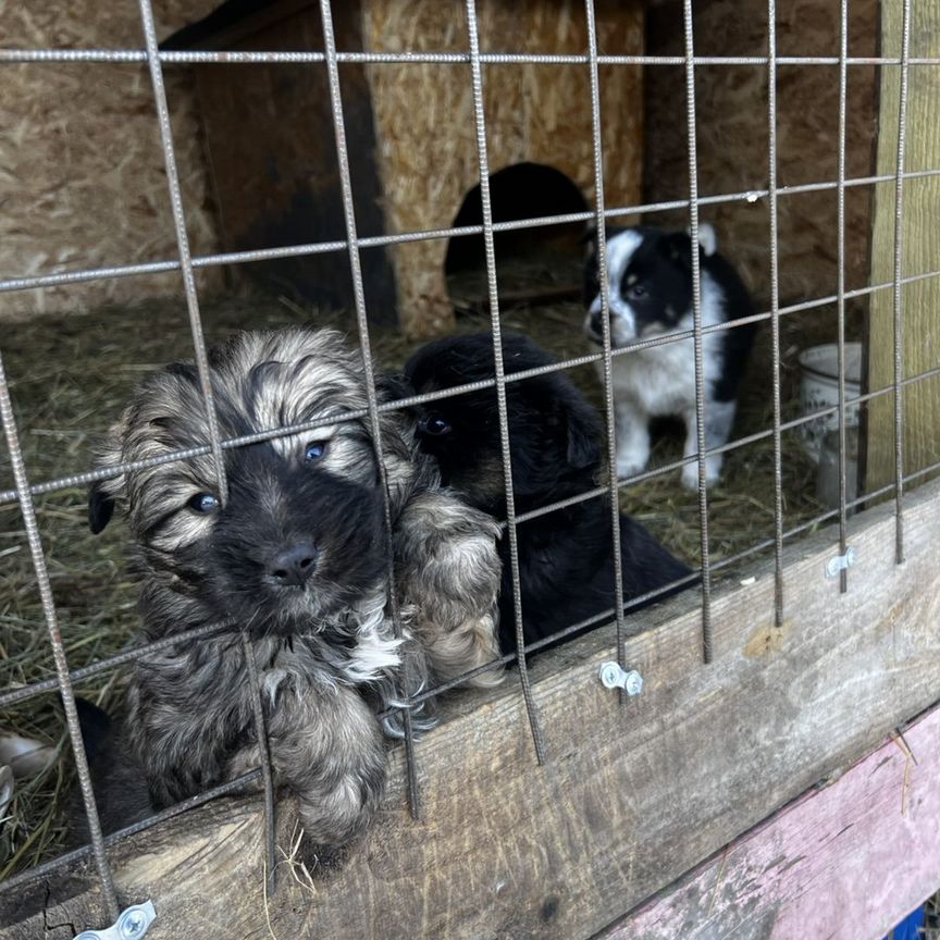 Найдите для меня уголок в доме щенки бесплатно