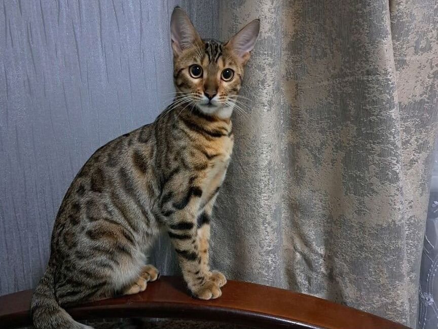 Бенгальская кошка
